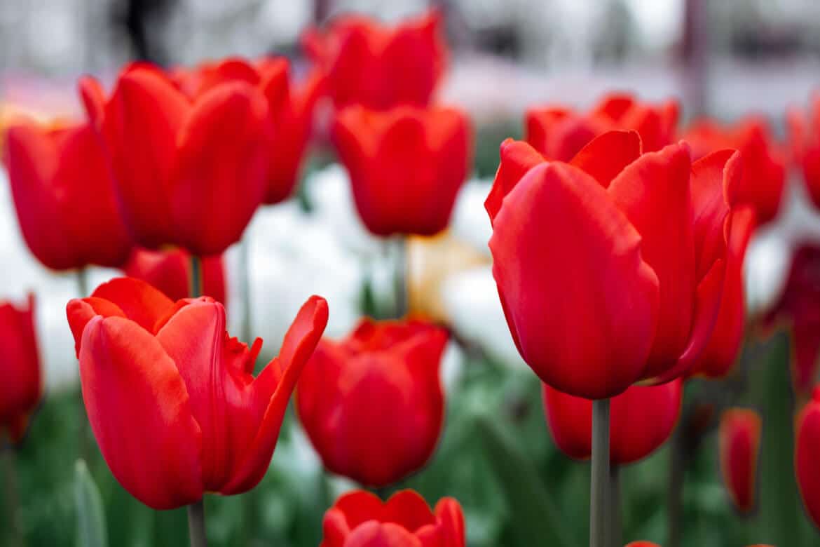 Keukenhof Tulip Festival & Gardens: 2026 Dates in Amsterdam